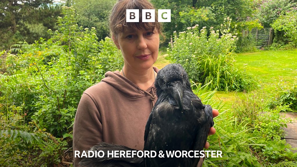 'Don't kill our protected ravens' - BBC Sounds