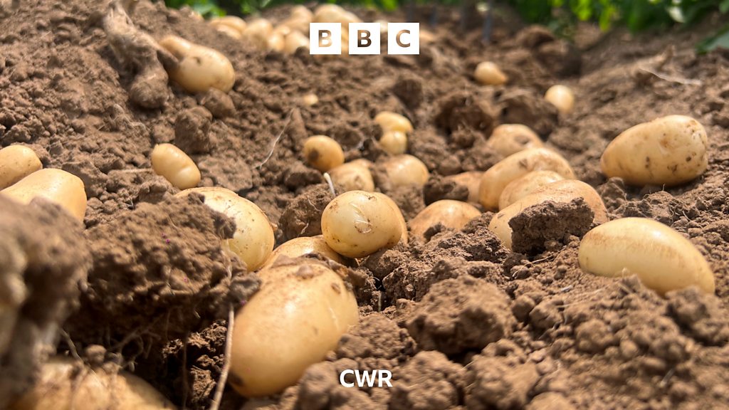 Are we facing a spud-less world? - BBC Sounds