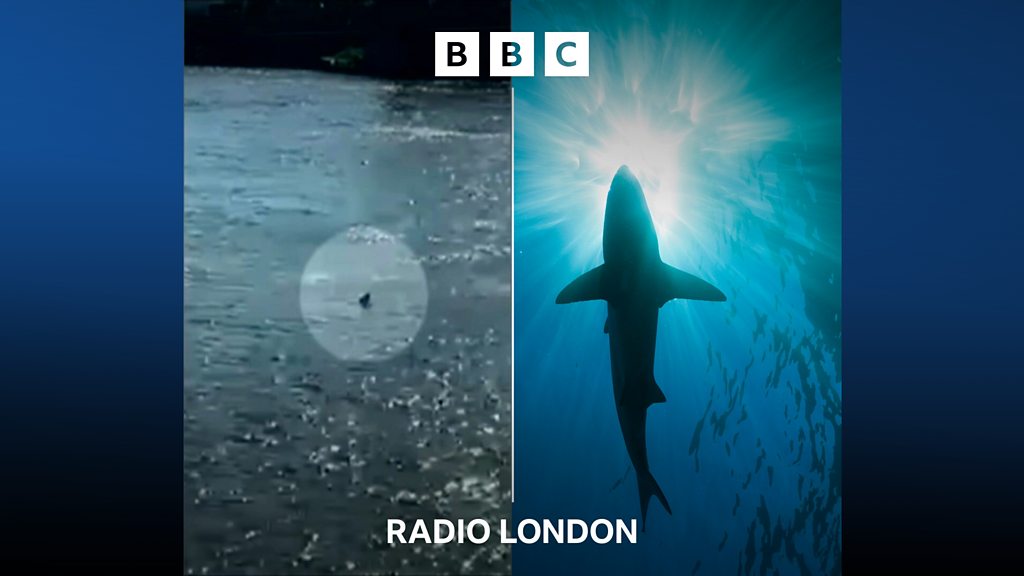 Could there really be a shark in the Thames? - BBC Sounds