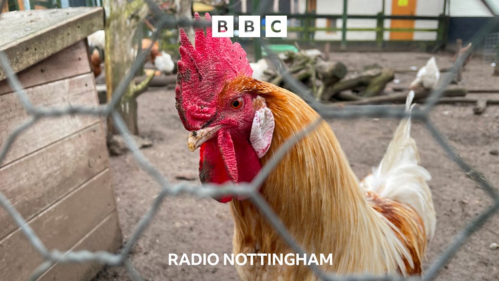 Farmwatch - Nottingham’s farm in the city - BBC Sounds