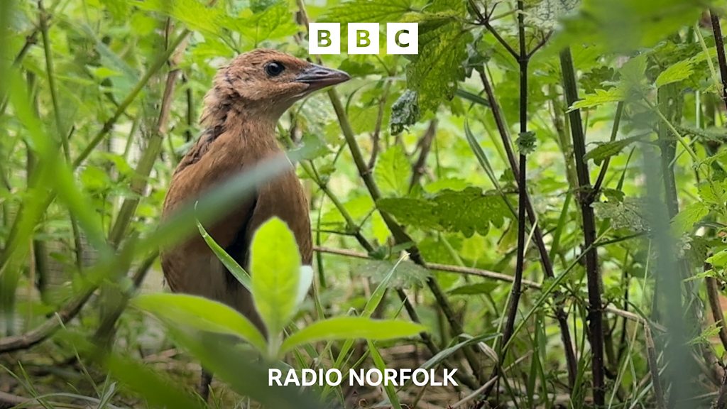 The corncrake comeback - BBC Sounds