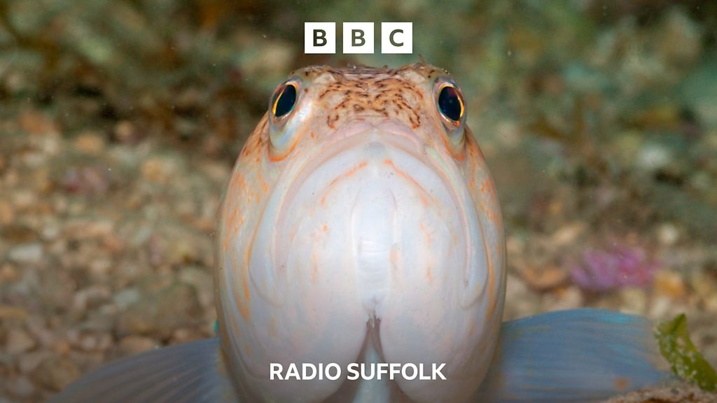 Venomous fish off the Suffolk coast - BBC Sounds