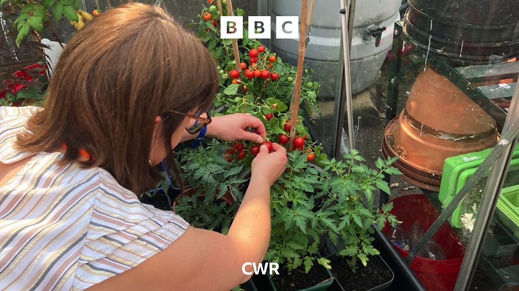 Sow to Grow Produce at the Foodbank - BBC Sounds