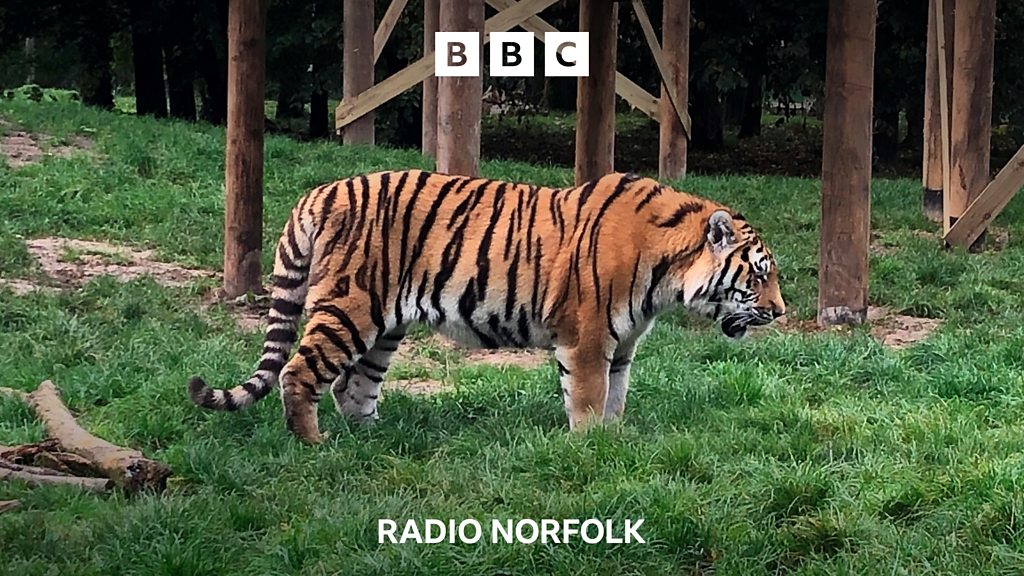 Banham Zoo tigers get new climbing frame - BBC Sounds
