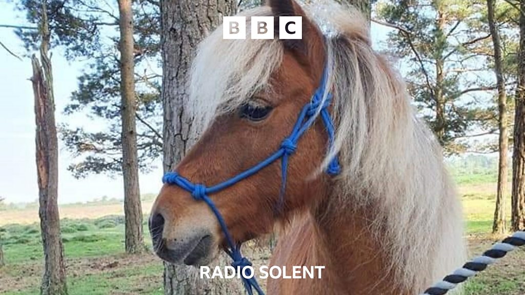 Make a Difference: BBC Radio Solent - Make a Difference 2024: Animal ...