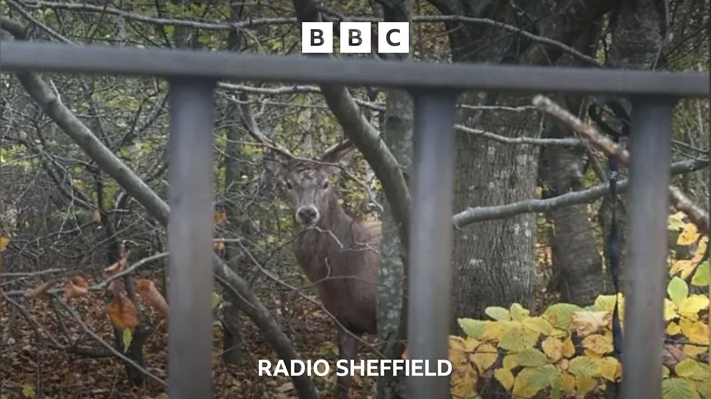 Parents' shock after stag shot at Sheffield school - BBC Sounds