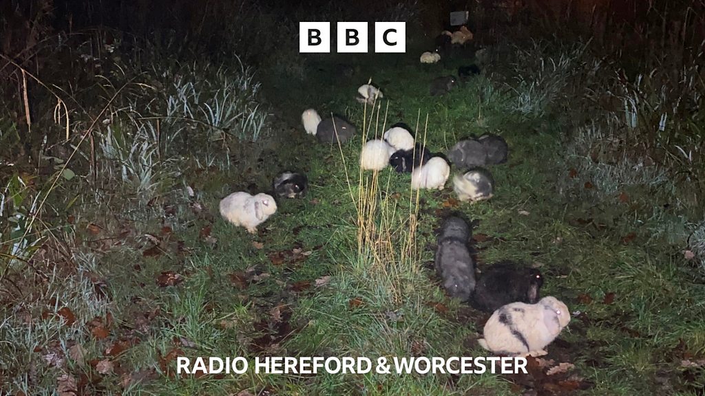 60 rabbits rescued from village roadside - BBC Sounds