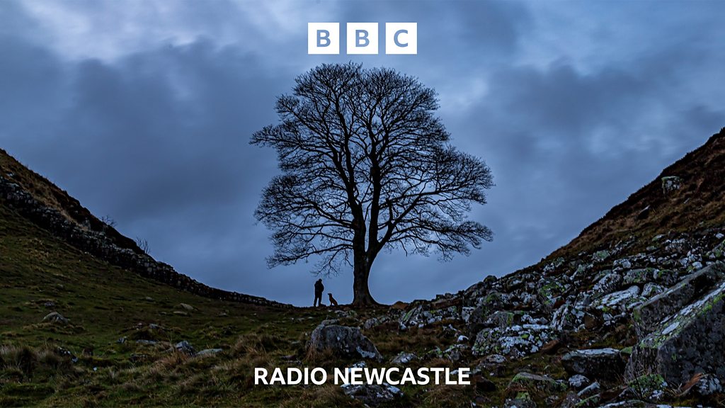 BBC Sounds - It’s Not Just a Tree - Available Episodes
