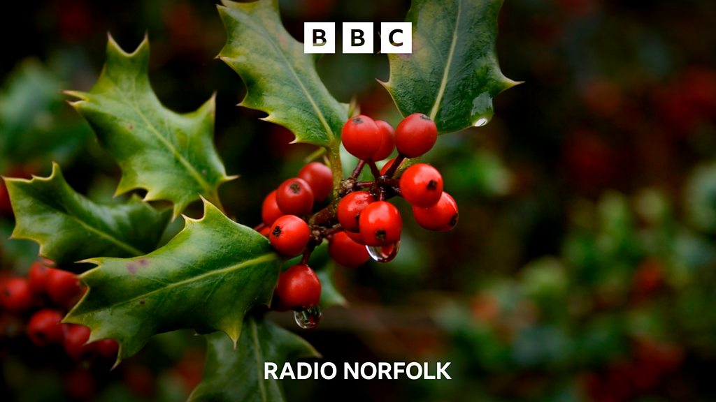 Where have all the holly berries gone? - BBC Sounds