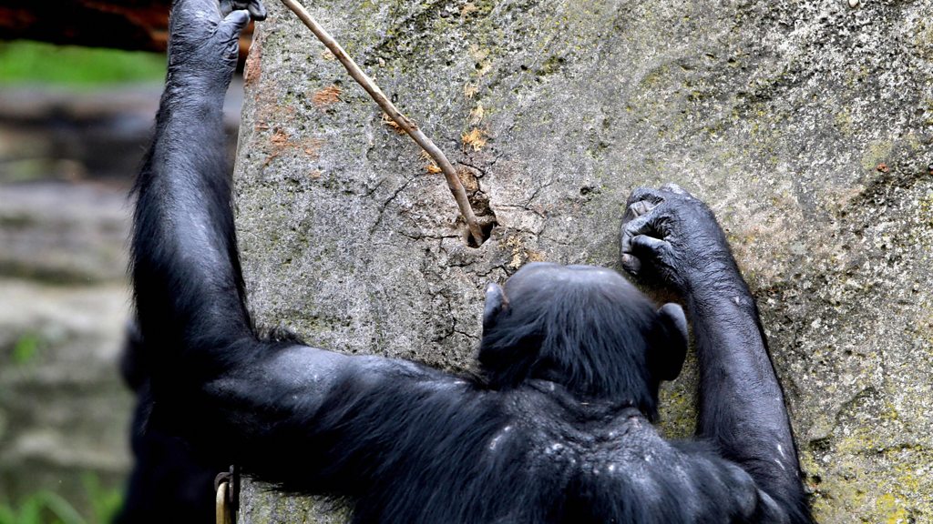 Science In Action - How do chimps learn their skills? - BBC Sounds
