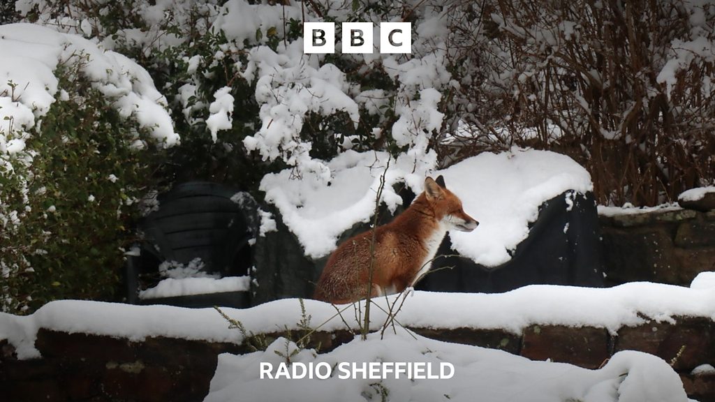 Just how cold is South Yorkshire going to be? - BBC Sounds