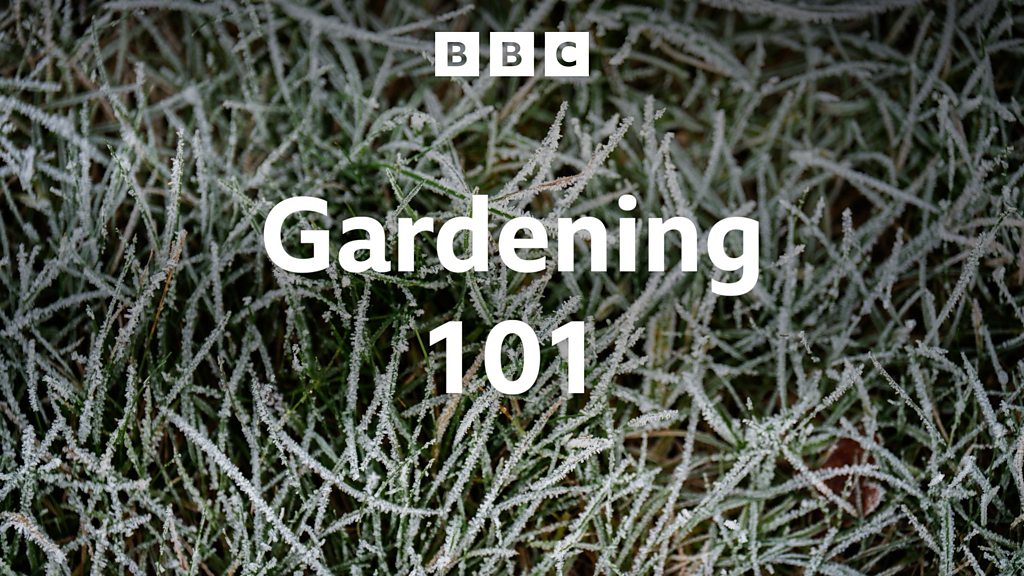Pat Marsh on BBC Radio Kent - Gardening 101: Where to begin - BBC Sounds