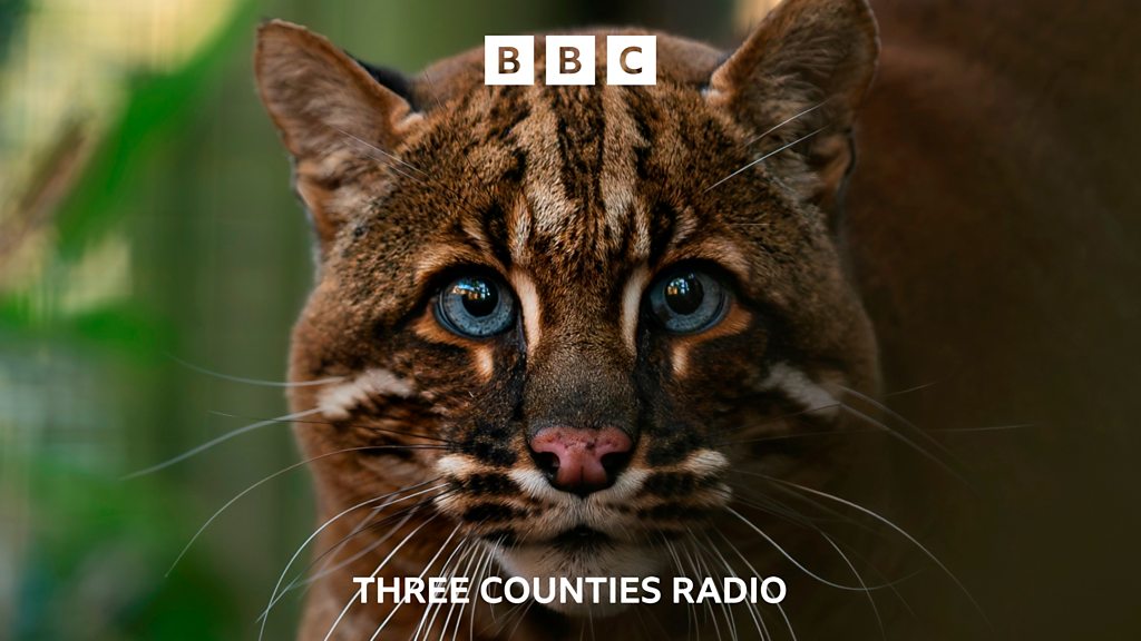 Rescuing big cats in Hertfordshire - BBC Sounds