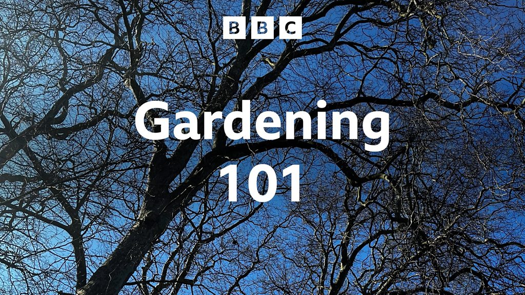 Pat Marsh on BBC Radio Kent - Gardening 101: Dealing with pests and ...