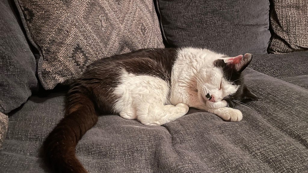 Andy Collins - Bedfordshire cat returns home after going missing for ...