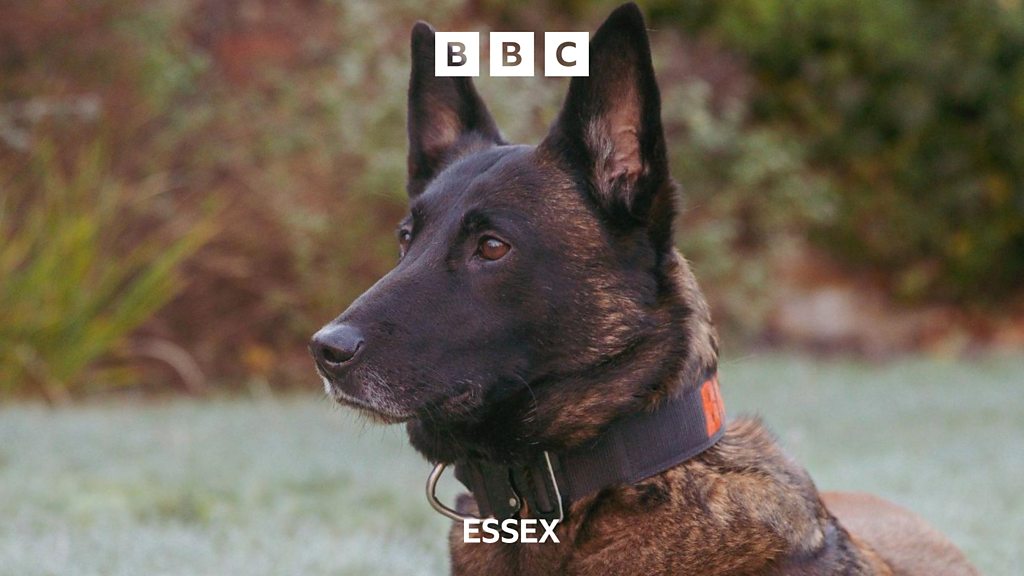 Essex Police Dog ‘Baloo’ up for Crufts award - BBC Sounds