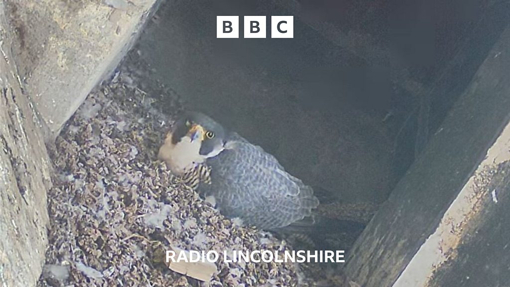 Peregrine falcon chicks born at Lincoln Cathedral - BBC Sounds
