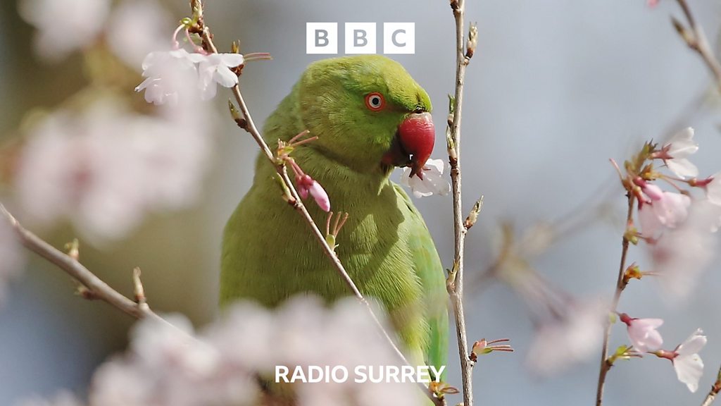 Secret Surrey - Surrey’s emerald invaders - BBC Sounds