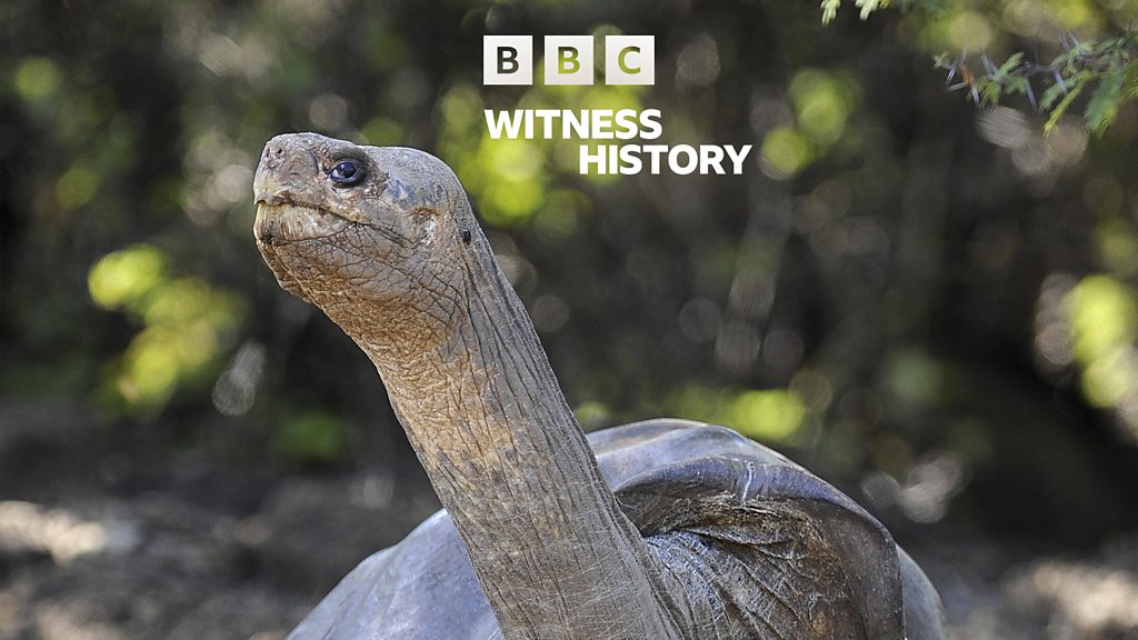 Witness History - Lonesome George: The celebrity tortoise - BBC Sounds