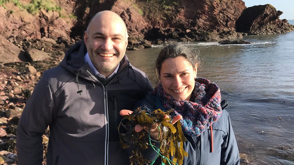 Caroline Densley - Secrets of the Sea - 2 Seaweed - BBC Sounds