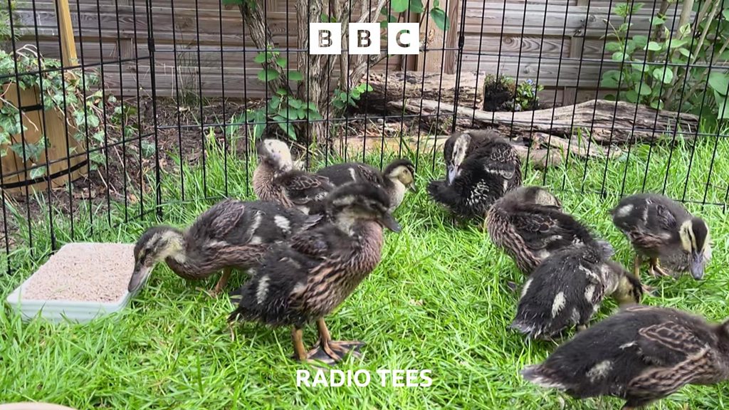 Orphaned ducklings "doing well and causing havoc" - BBC Sounds