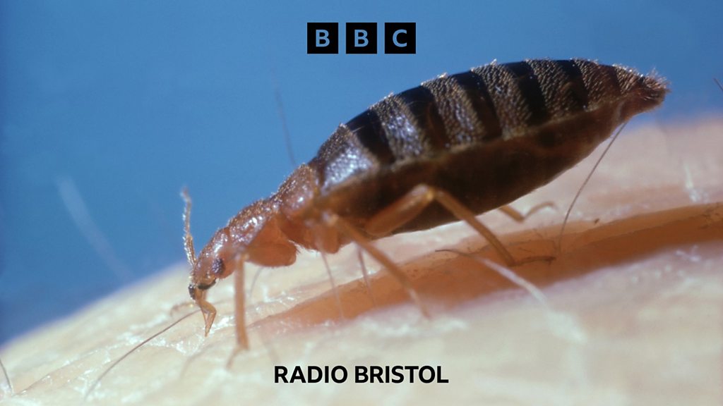 Why are more bed bugs appearing in Bristol? - BBC Sounds