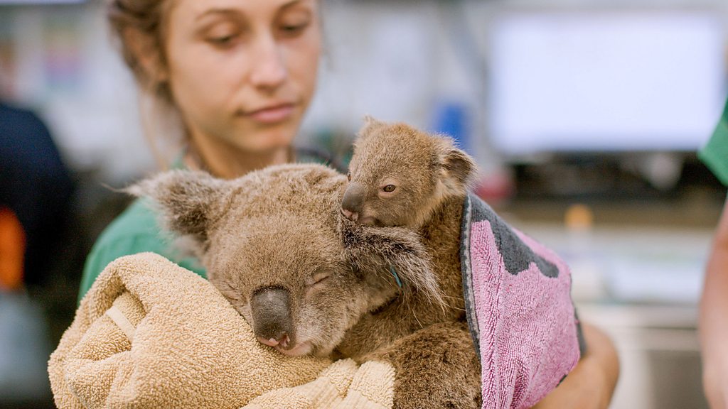 The Documentary - Australia's extinction crisis - BBC Sounds