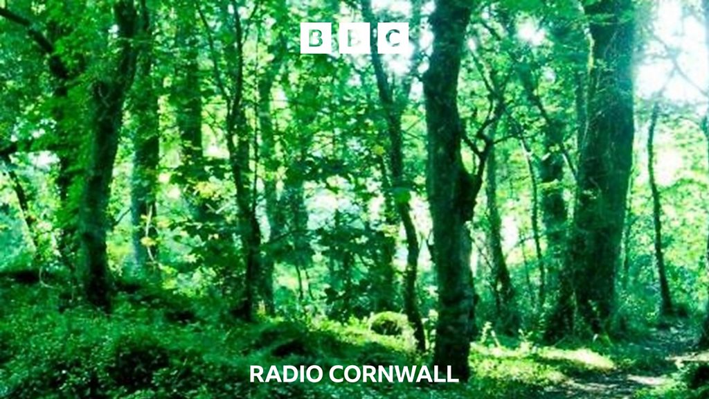 Hidden Cornwall - The secrets of St Loy Woods and Cove - BBC Sounds