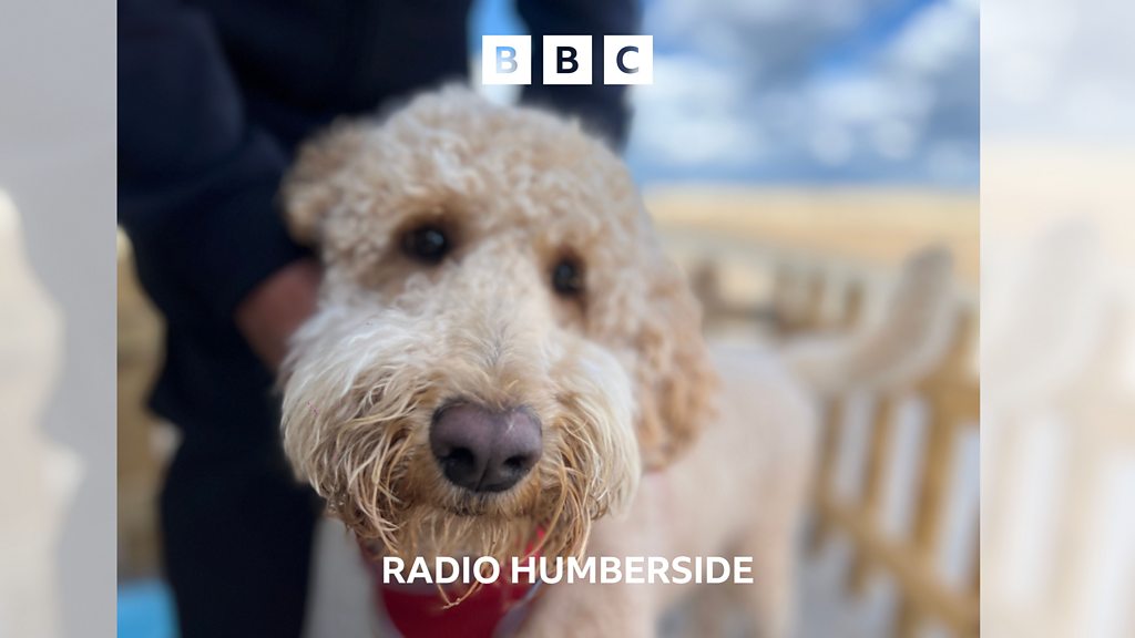 How to keep your dog safe in the hot weather - BBC Sounds