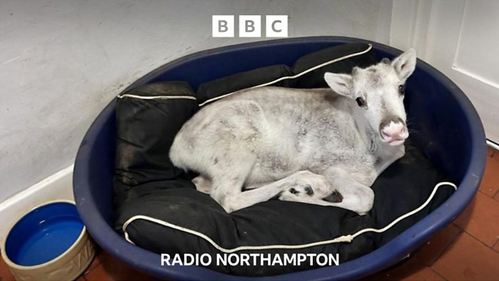 Lars the baby reindeer thinks he’s a dog - BBC Sounds