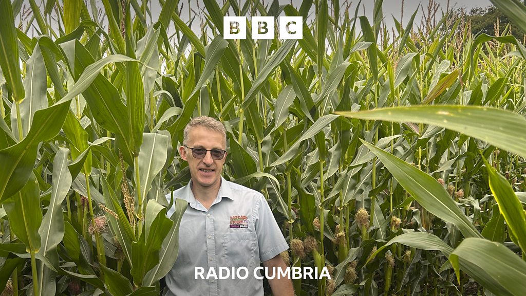 "Six foot high by the fourth of July" - BBC Sounds