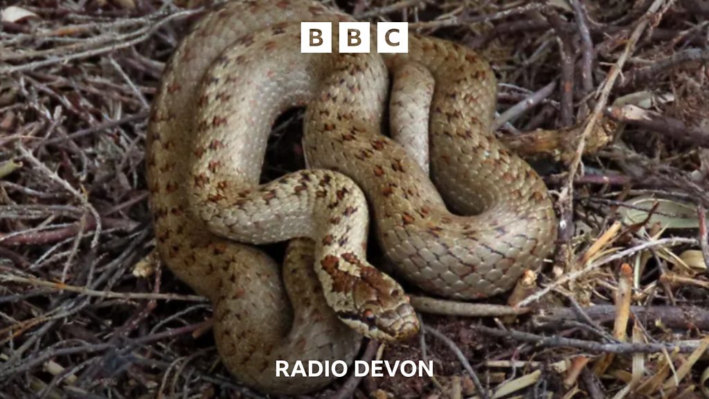 Why are snakes thriving in Devon? - BBC Sounds