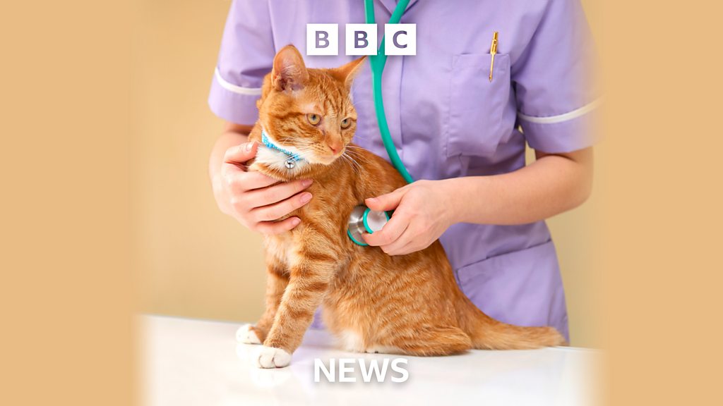 5 Live Breakfast - Why it could soon be easier to shop around for vet ...