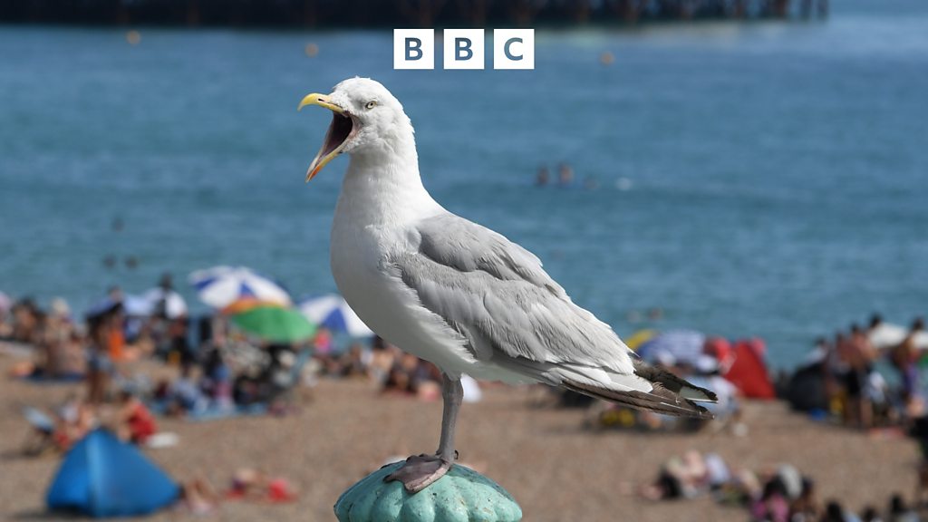 Cooper from Chesterfield won the 2025 competition - BBC Sounds