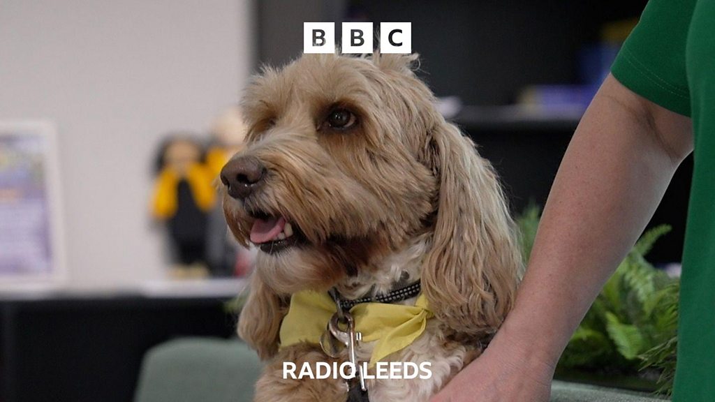 Meet Frankie the therapy dog - BBC Sounds