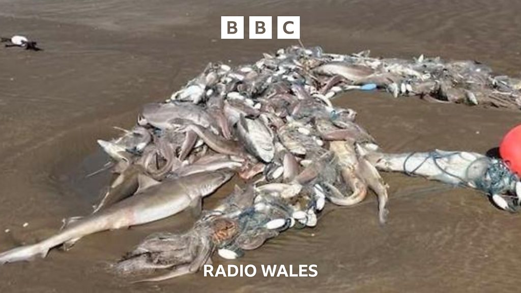 Wales Talks - Hundreds of dead sharks wash up on Welsh beach - BBC Sounds