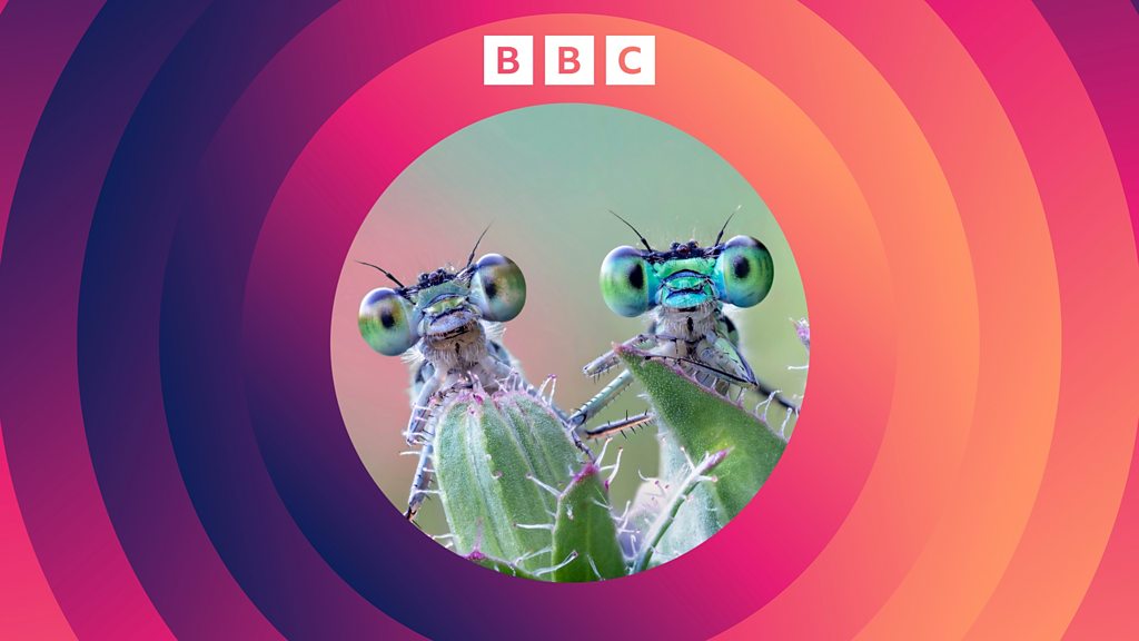 The Climate Question - How will climate change affect insects? - BBC Sounds