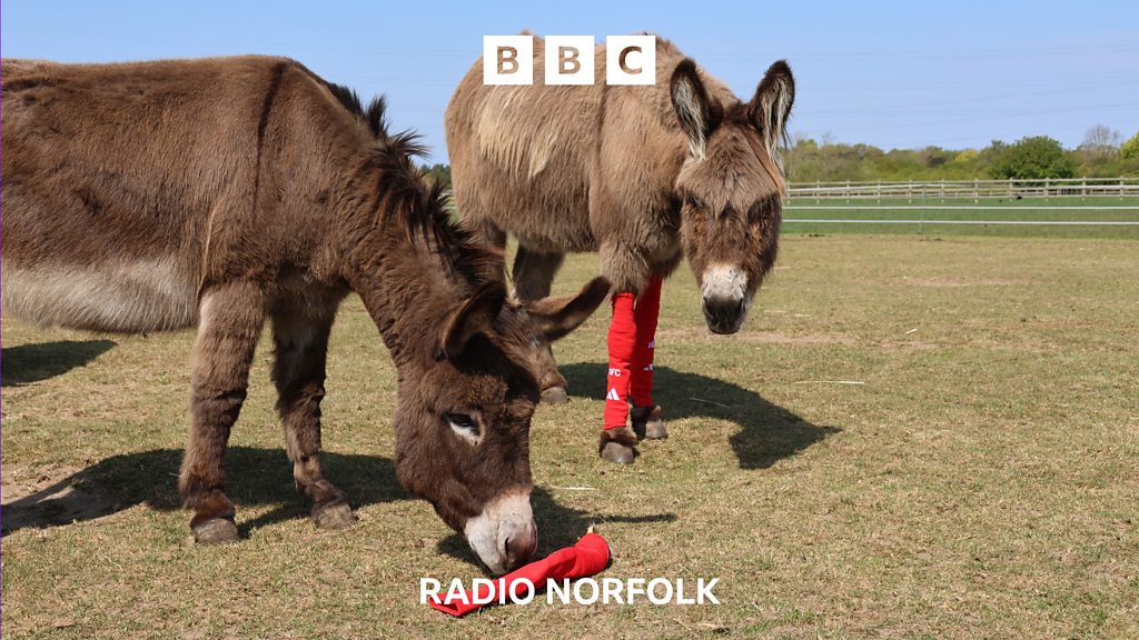 Why Norfolk donkeys wear Arsenal socks - BBC Sounds