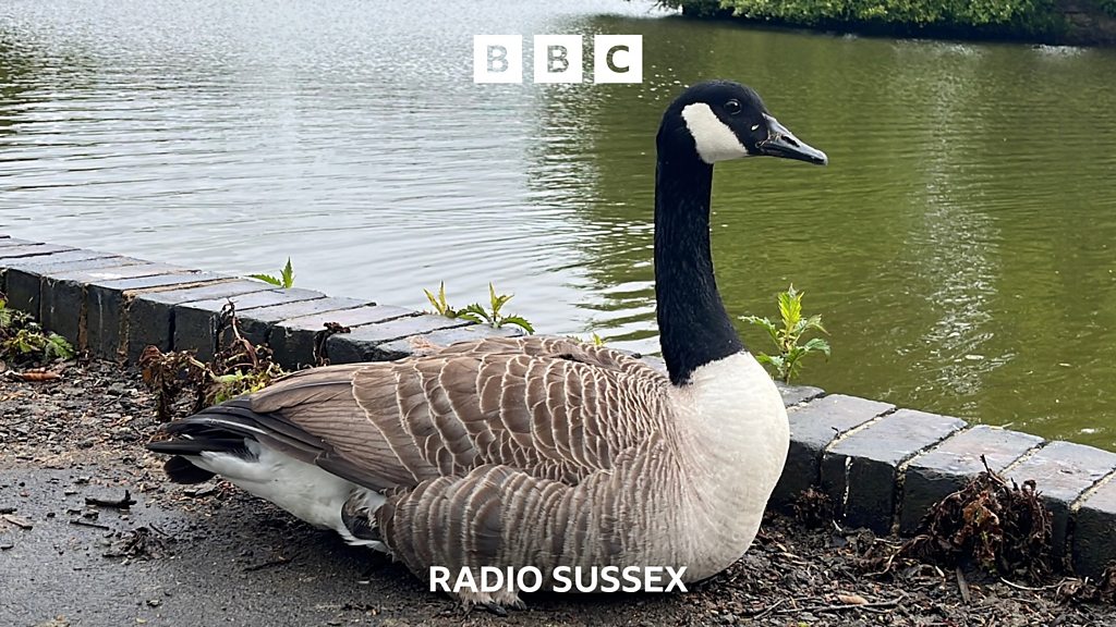 'Hailsham has become a hotspot' - BBC Sounds