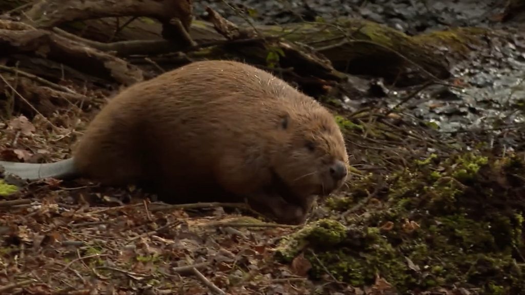 Watch: First-ever beavers from Scotland released in England