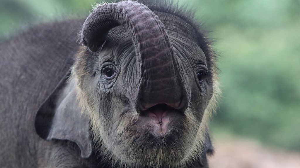 More or Less: How many muscles are in an elephant's trunk?