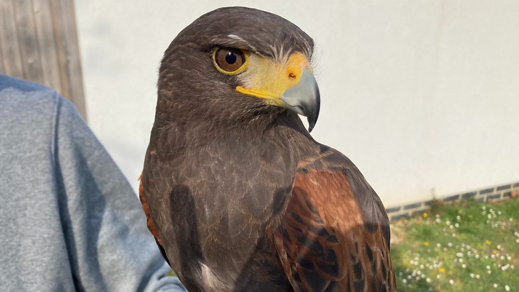 Hertfordshire's angry hawk finally meets its match
