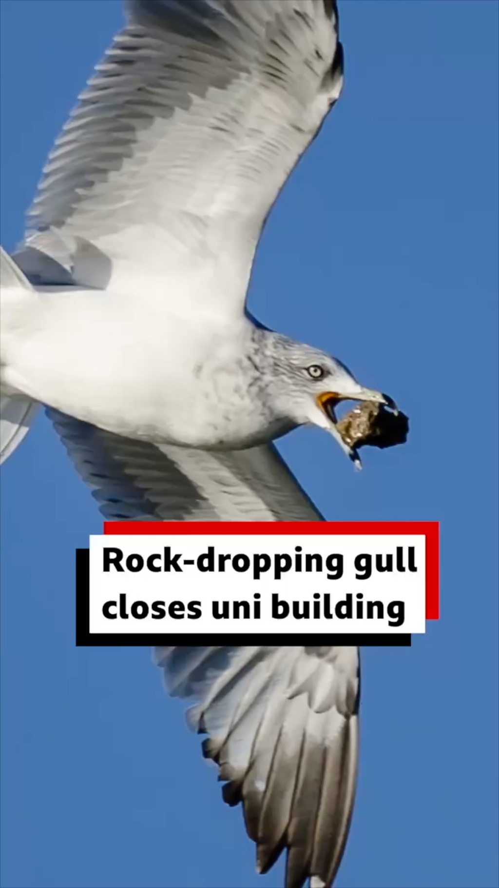 Video shows rock-dropping seagull damaging university building roof