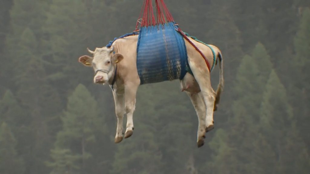 Watch: Swiss cows moo-ved to safety by helicopter