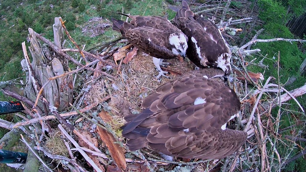 Rare osprey love triangle raise chicks in Scottish Borders
