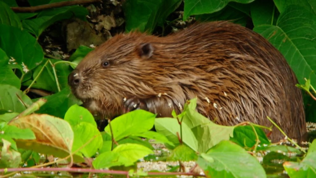 Wild beaver swims in River Dyfi in 'phenomenal' moment