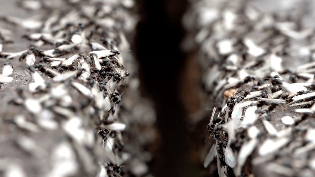 Flying Ant Day: What is it and why does it happen?