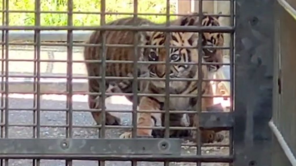 Largest Sumatran tiger litter in the UK born in Pembrokeshire
