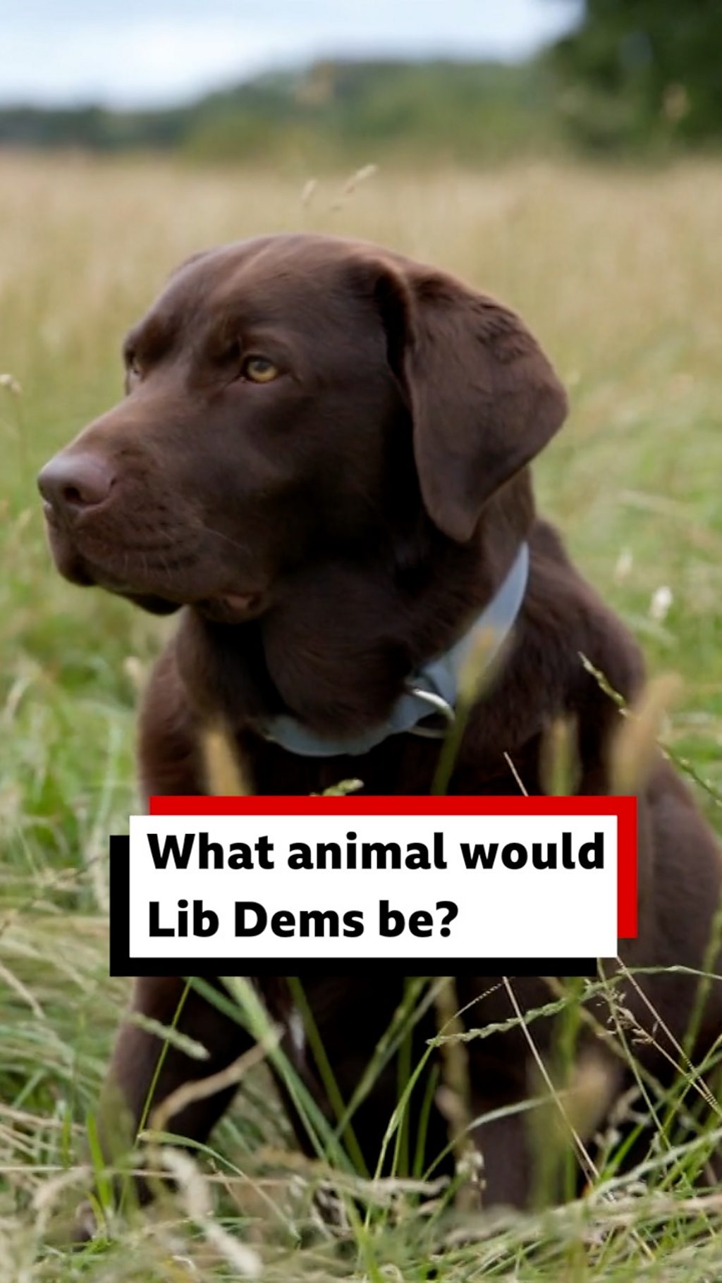 Politics South asks what animal would Liberal Democrats be?