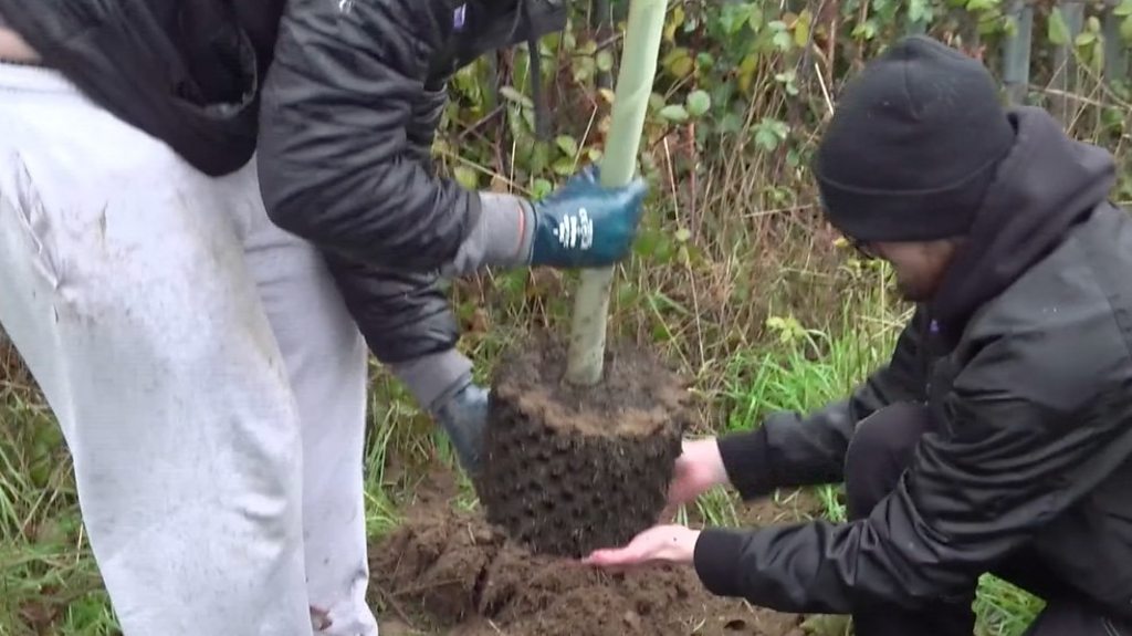 First Sycamore Gap Tree saplings planted